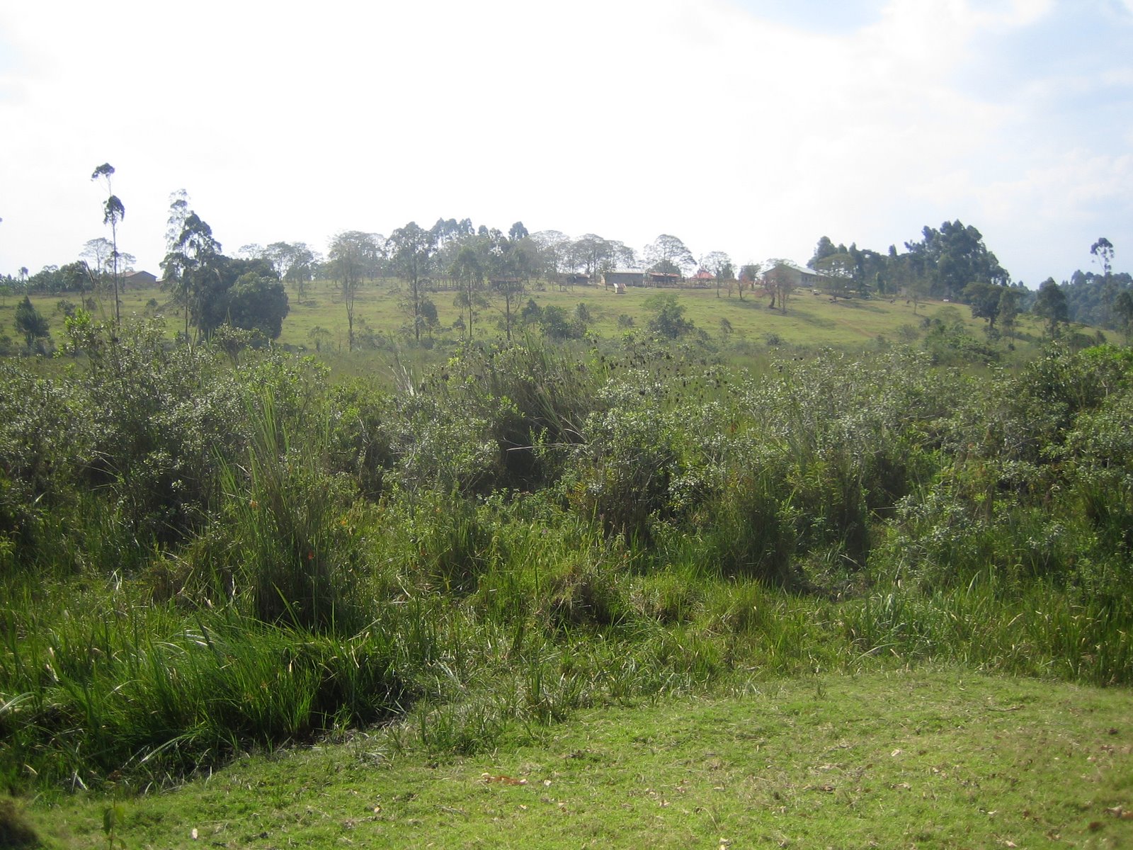 Silent Voices, Bushenyi: Pictures of the Piggery Land in Bushenyi