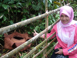 NiK SeNSei: 25 Jan 2009-Melawat Tapak Bunga Rafflesia @ Bunga Pakma
