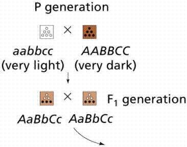 The Wrybill: Polygenic inheritance