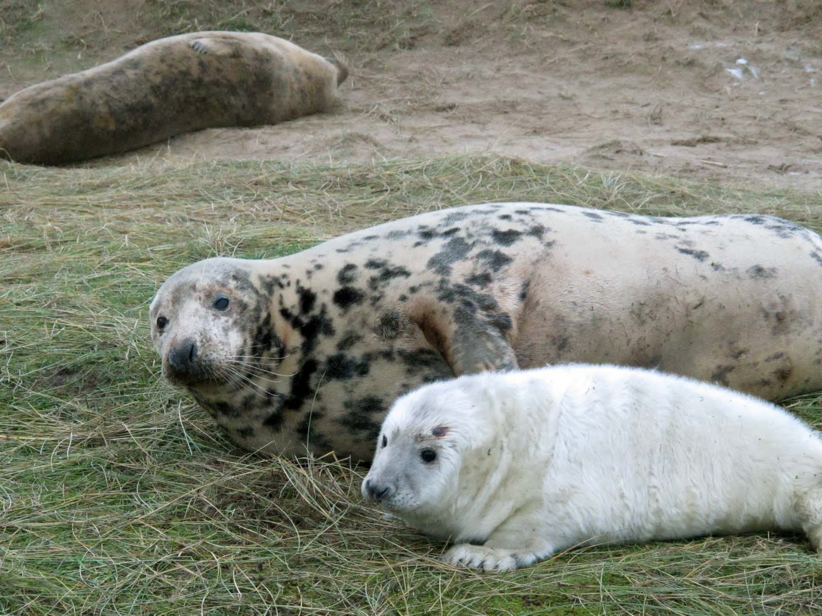 Jonathan Player: Donna Nook