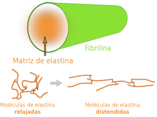 Bioquimica Estudiantil: Elastina