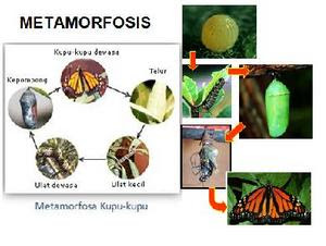 Fiorella_Biologi: Metamorfosis