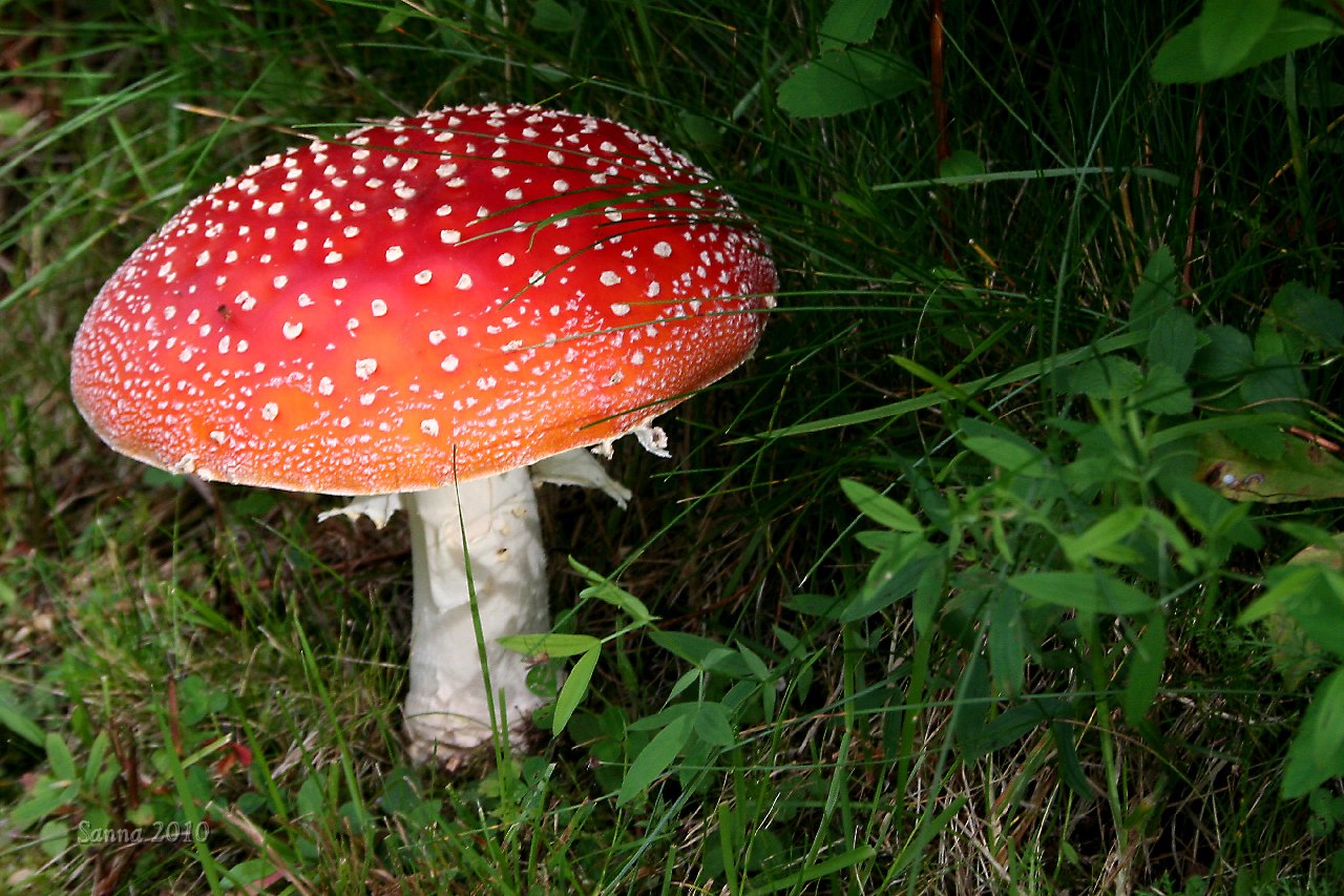 Mina foton ~~ My photos: Röd flugsvamp (Amanita muscaria) Fly agaric