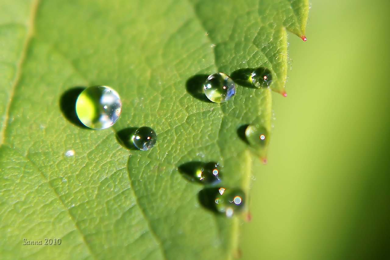 Mina foton ~~ My photos: Regndroppar ~~ Raindrops