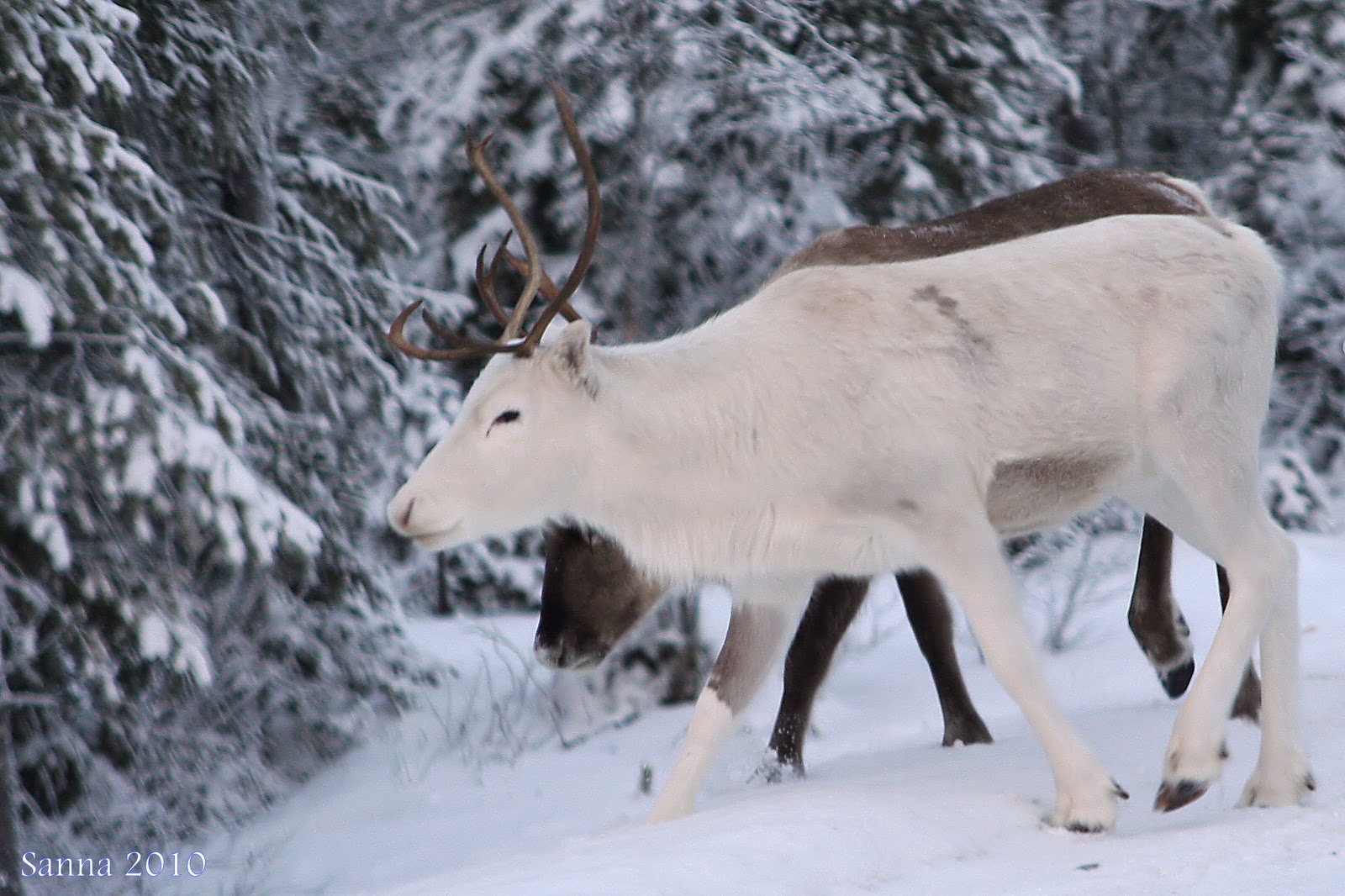 Mina foton ~~ My photos: Ren (Rangifer tarandus) Reindeer