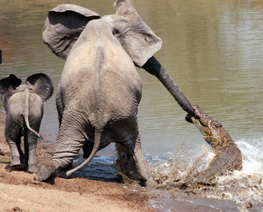 Lisa Photography Blog: Animal Magic - Outstanding animal photographs of ...