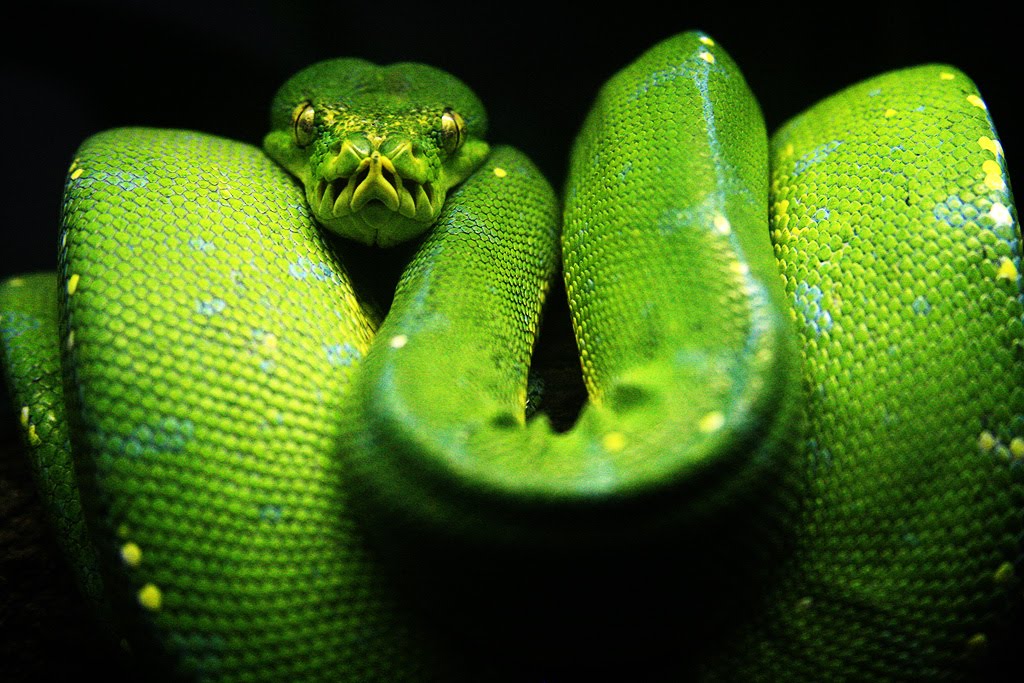 Python Tutorial Part 1 PC WIZARD Python Tutorial Part 1 PC WIZARD