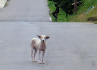 All of We: the pothound