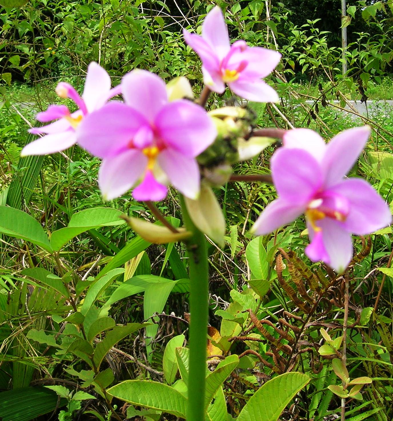 TIMI PhotoS - All About Papua - Indonesia: Bunga Liar