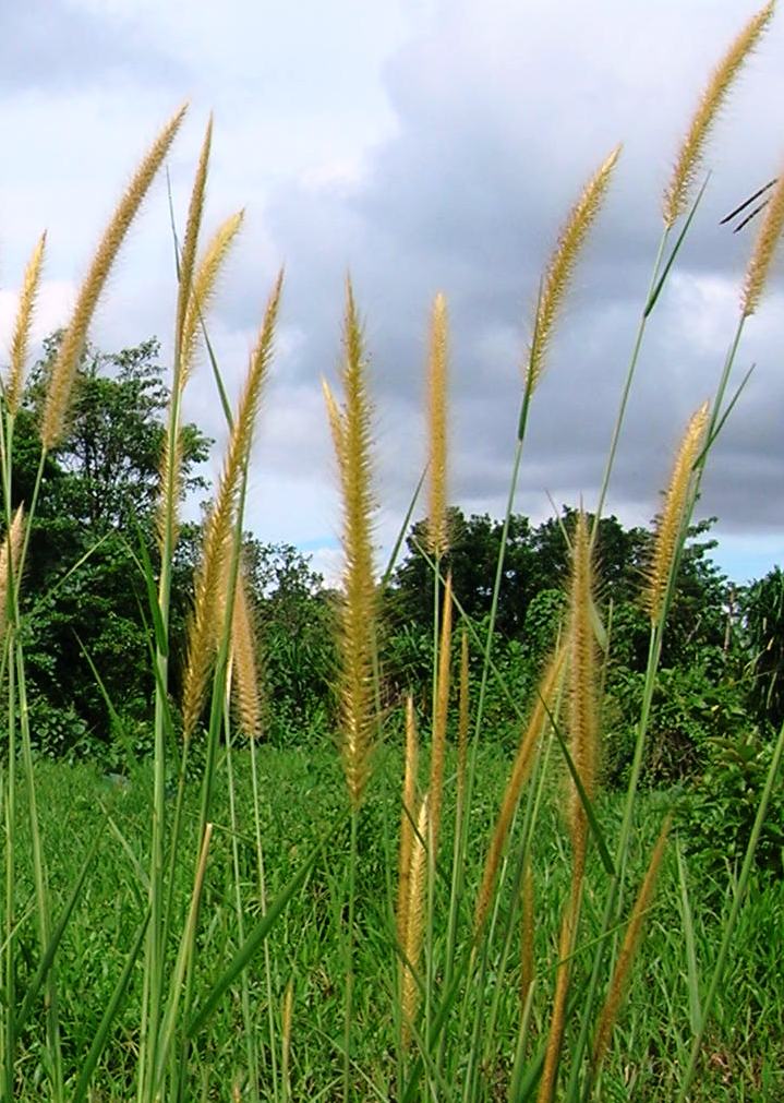 TIMI PhotoS - All About Papua - Indonesia: Bunga Liar