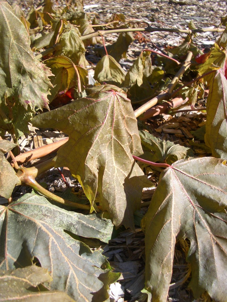 little backyard garden: wilting grape leaves