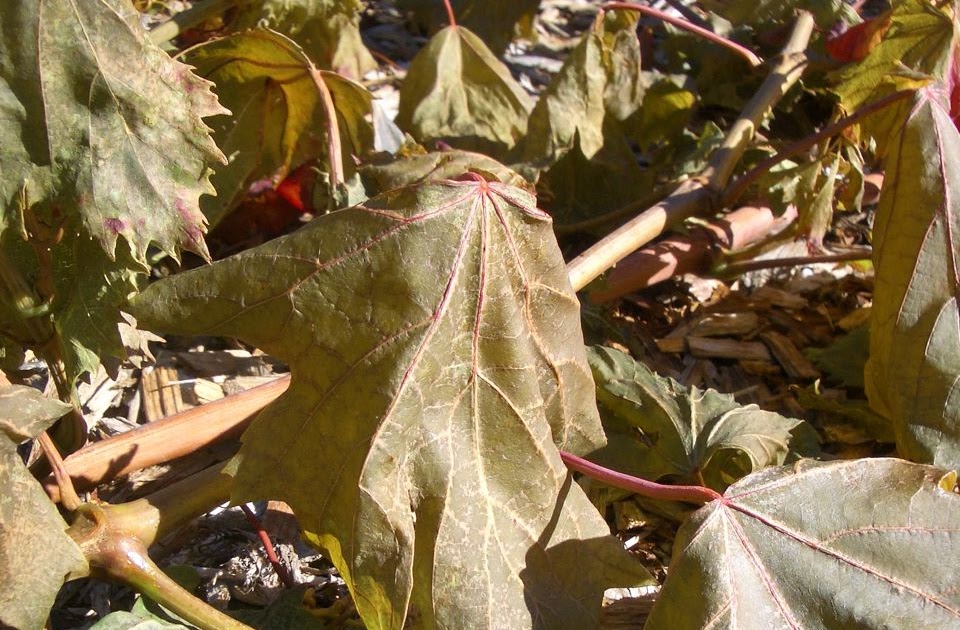 little backyard garden: wilting grape leaves