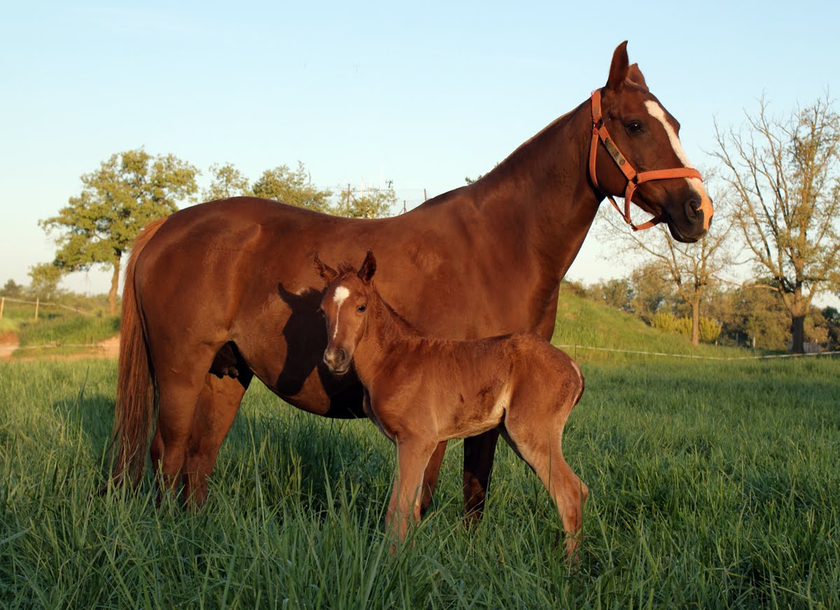 La Tria - Endurance: El poltre de la Kaline