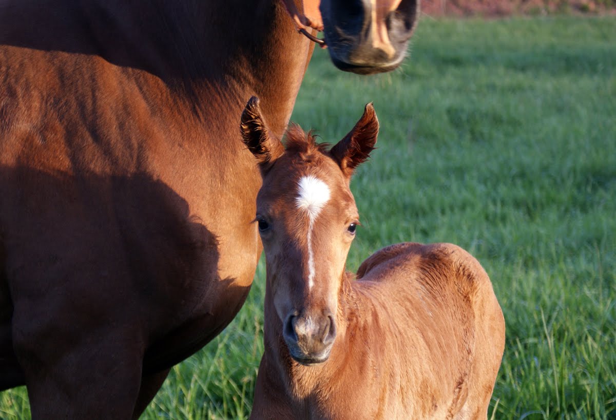 La Tria - Endurance: El poltre de la Kaline