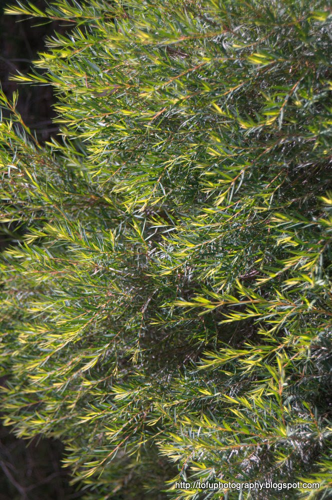 Tofu Photography: Pretty bush