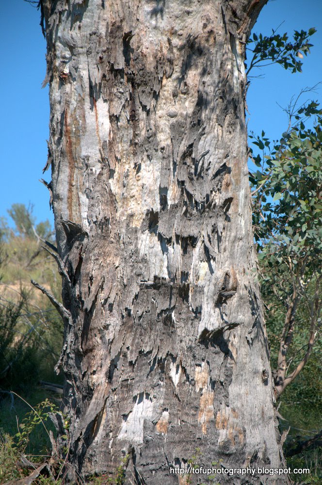 Tofu Photography: Pretty tree trunk