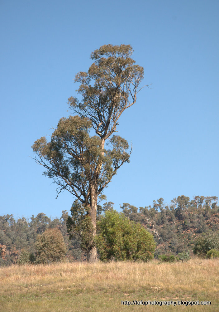 Tofu Photography: Kambah trees