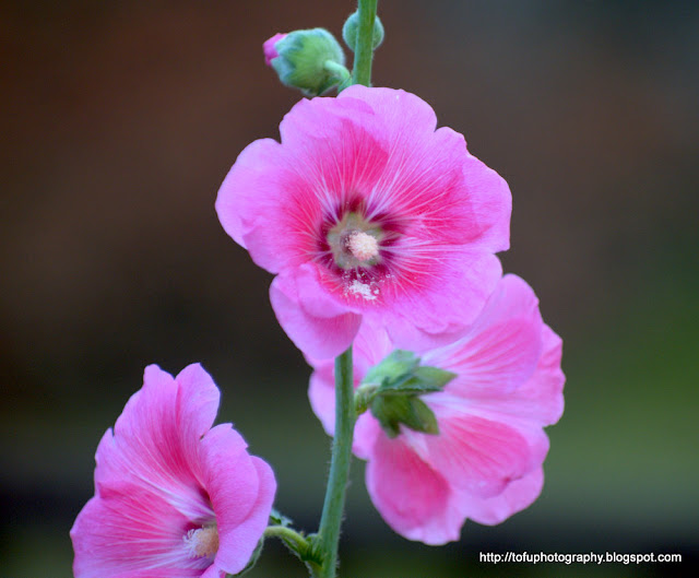 Tofu Photography: Sublime flowers