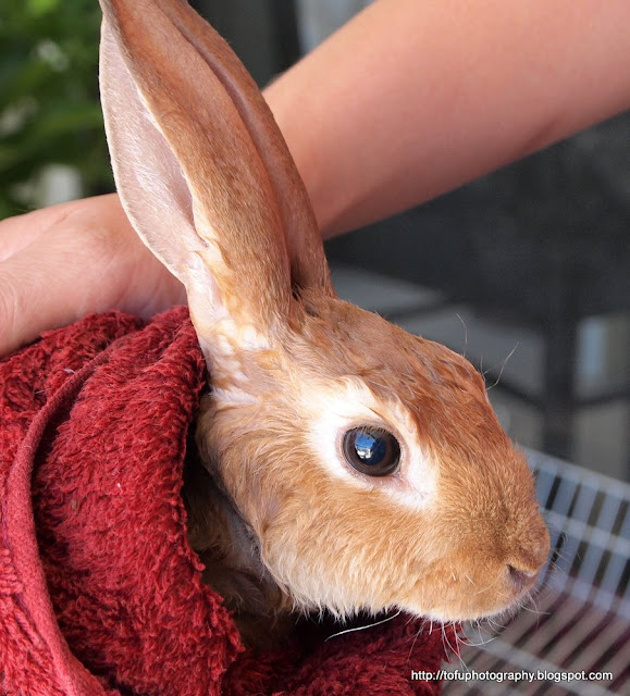 Tofu Photography: A wet rabbit!