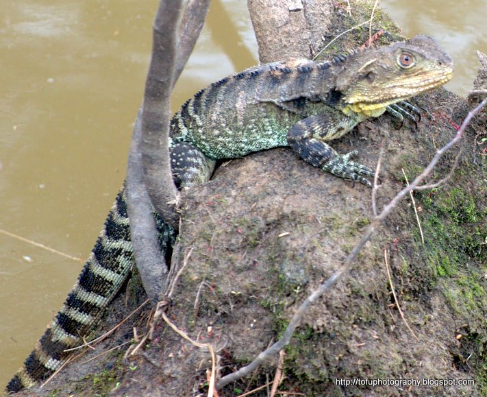 Tofu Photography: Canberra lizard