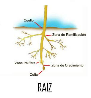 EDUCACIÓN INFORMÁTICA : LAS PLANTAS Y SUS PARTES