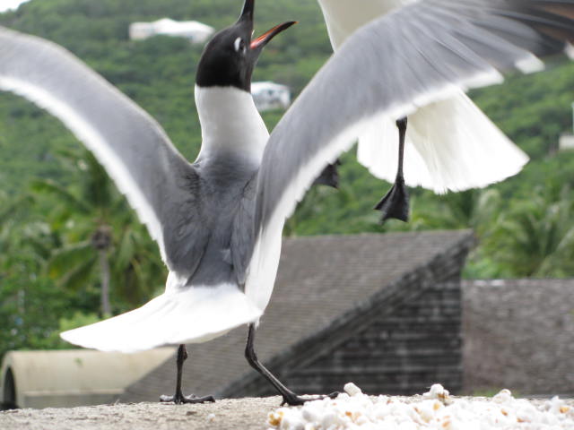 BirdsEyeViews: Virgin Islands Birds