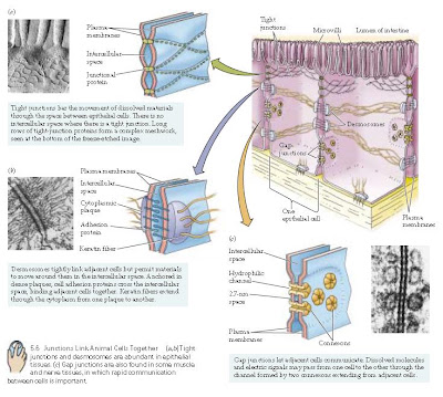 Temas de Biología: Adhesión celular