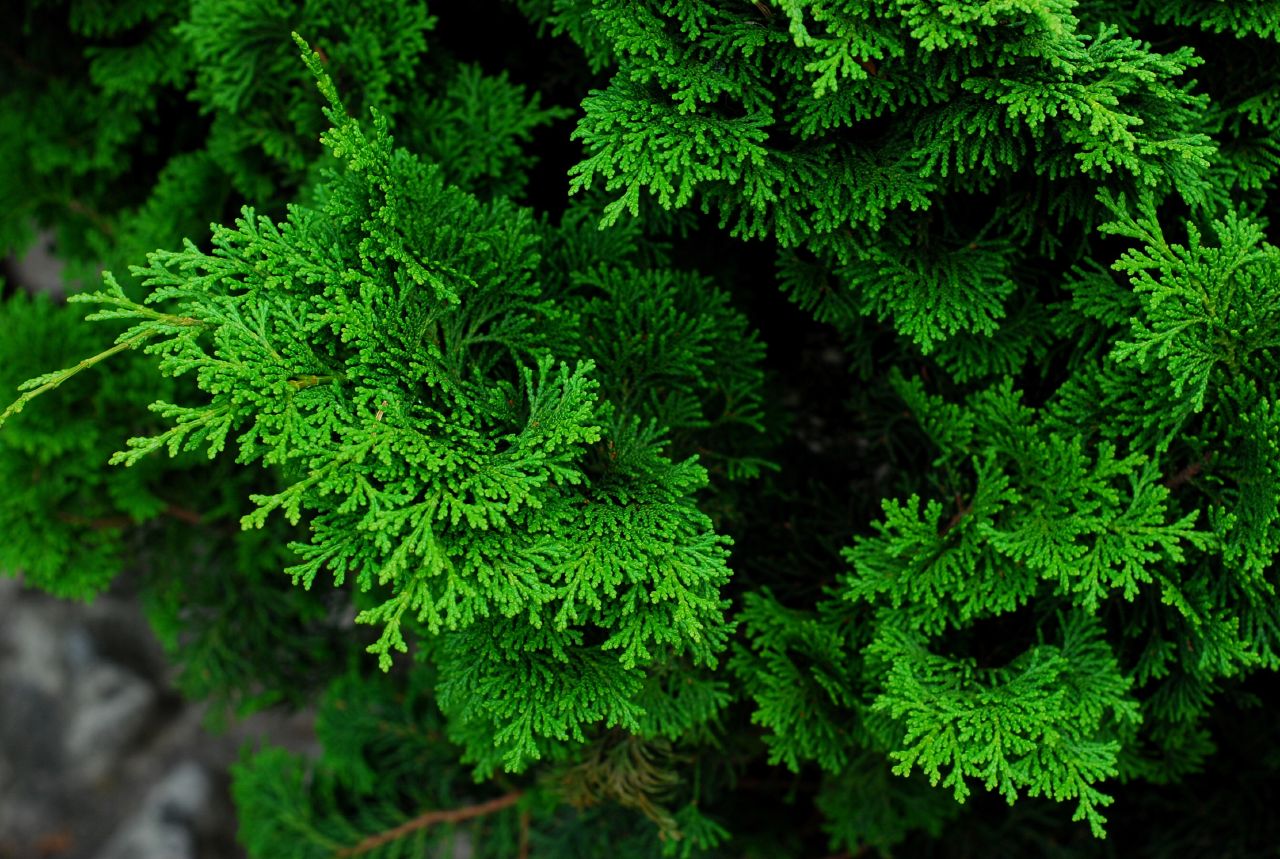 Tree Identification: Chamaecyparis obtusa - Hinoki Cypress