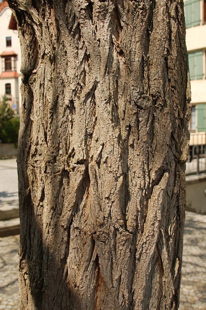 Tree Identification: Robinia pseudoacacia - Black Locust