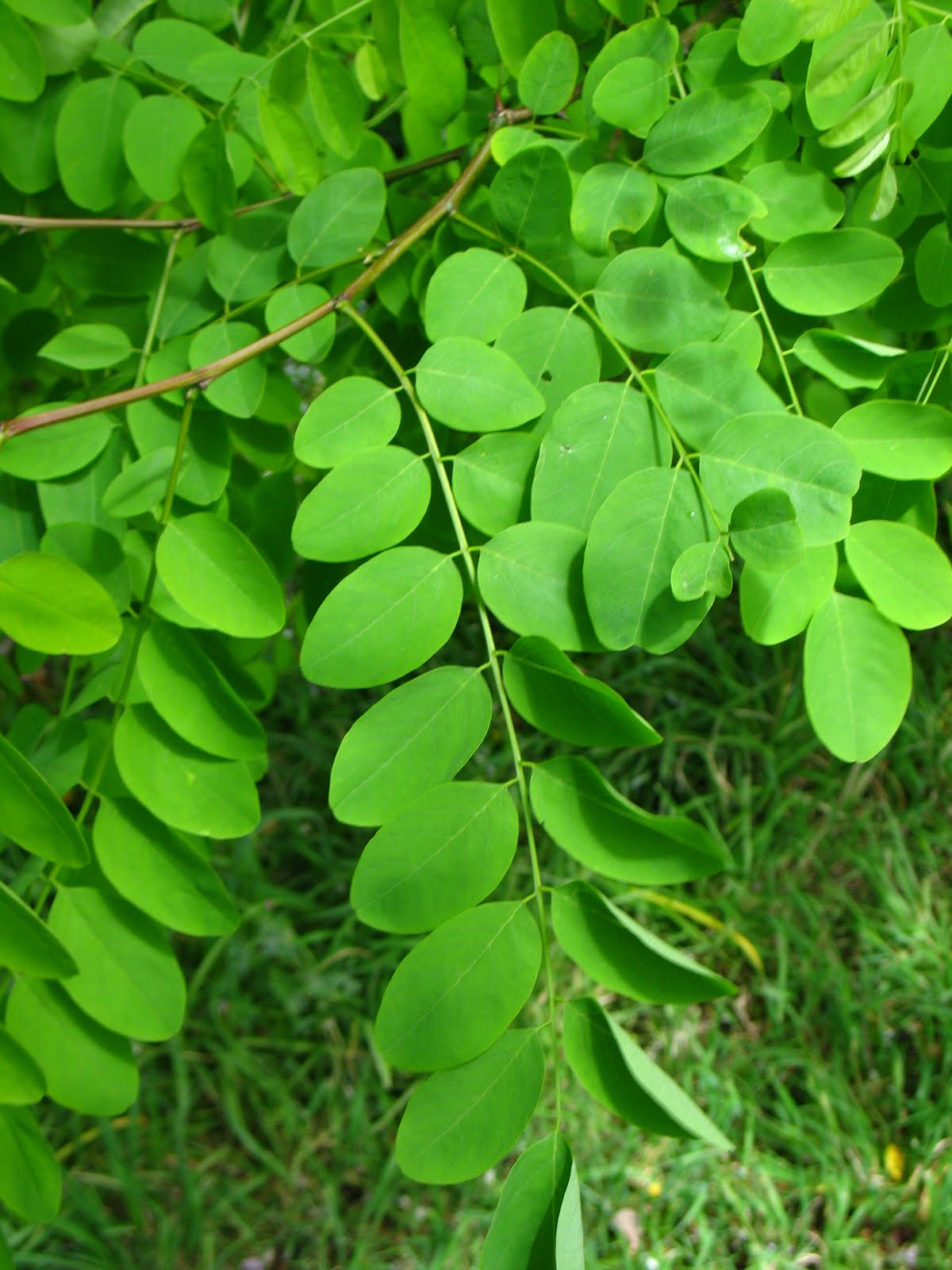 Tree Identification: Robinia pseudoacacia - Black Locust