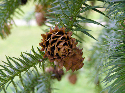 Tree Identification: Cunninghamia lanceolata - China Fir