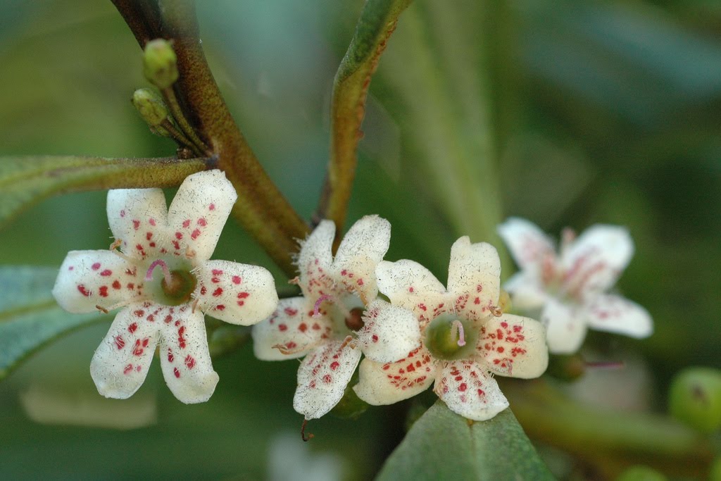 Tree Identification: Myoporum laetum - Myoporum