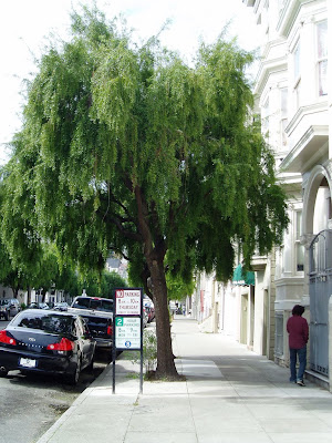 Tree Identification: Maytenus boaria - Mayten Tree