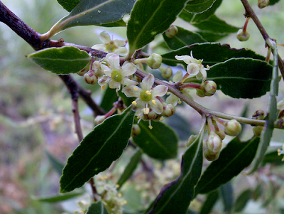 Tree Identification: Maytenus boaria - Mayten Tree