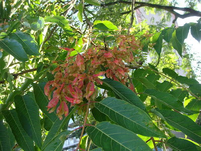 Tree Identification: Ailanthus altissima - Tree-of-Heaven