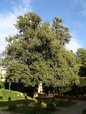 Tree Identification: Lagunaria patersonii - Cow Itch Tree
