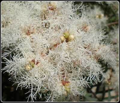 Tree Identification: Melaleuca linariifolia - Flaxleaf Paperbark