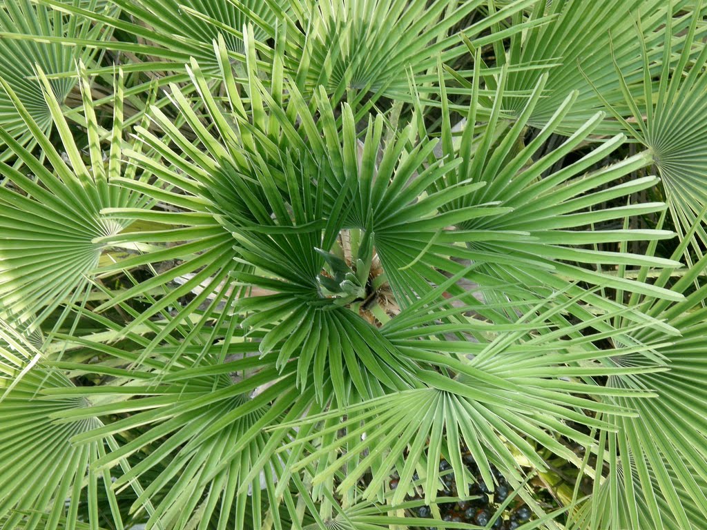 Tree Identification: Chamaerops humilis - Mediterranean Fan Palm