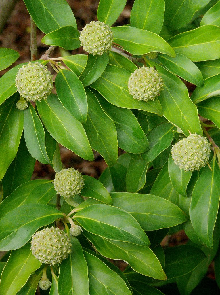 Tree Identification: Cornus capitata - Evergreen Dogwood