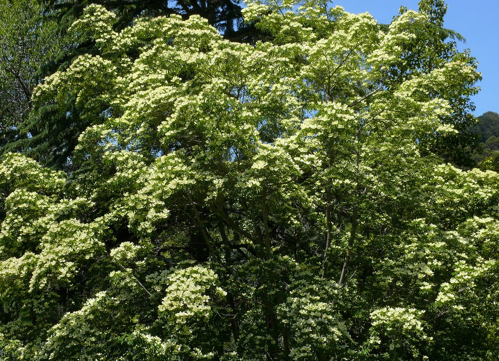 Tree Identification: Cornus capitata - Evergreen Dogwood
