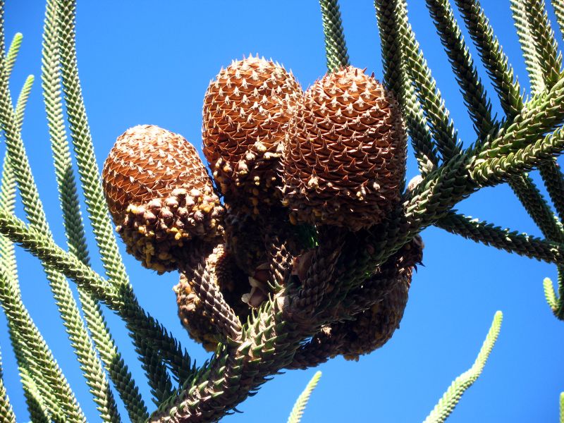 Tree Identification: Araucaria heterophylla - Norfolk Island Pine