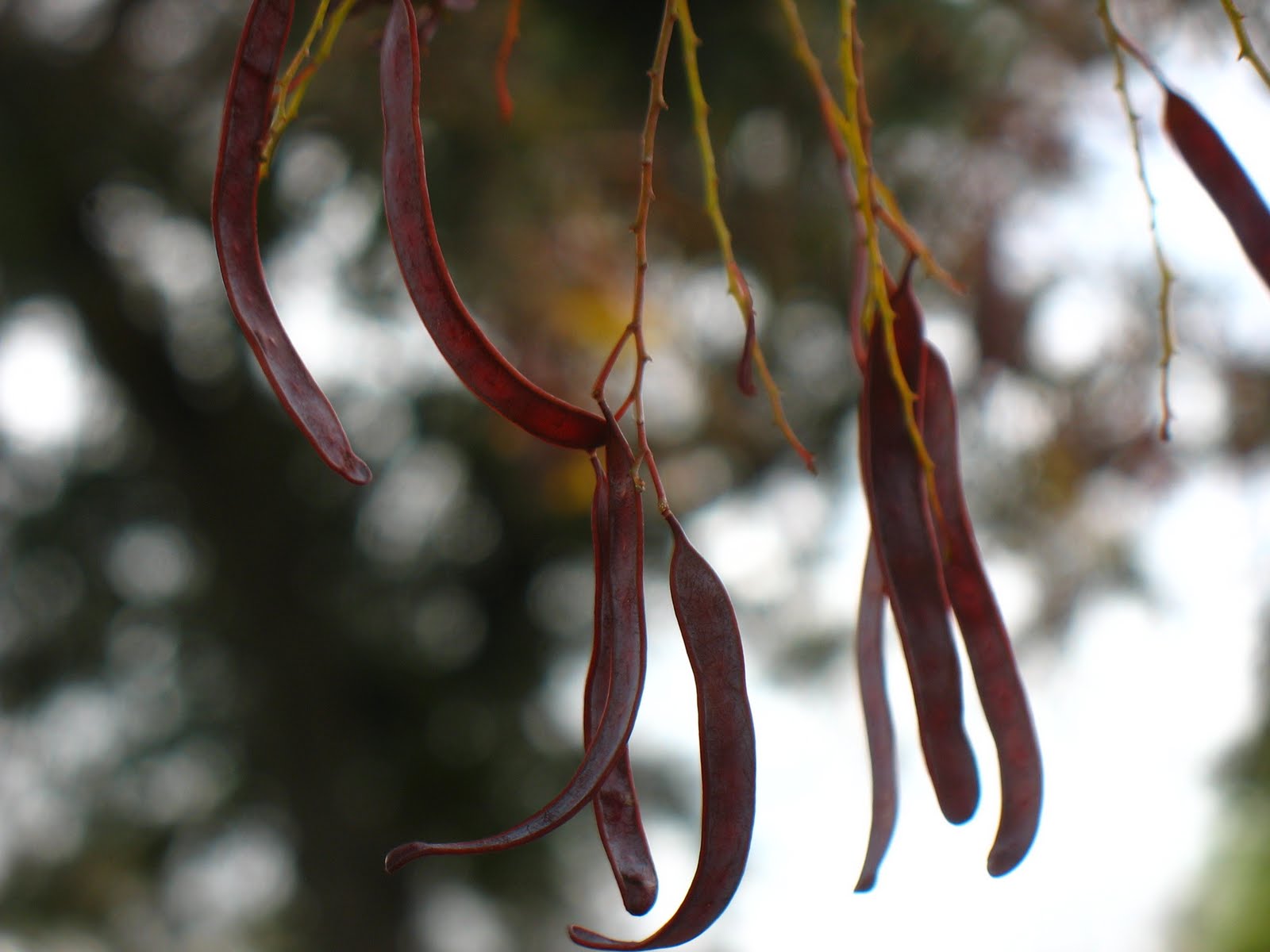 Tree Identification: Acacia baileyana - Bailey Acacia
