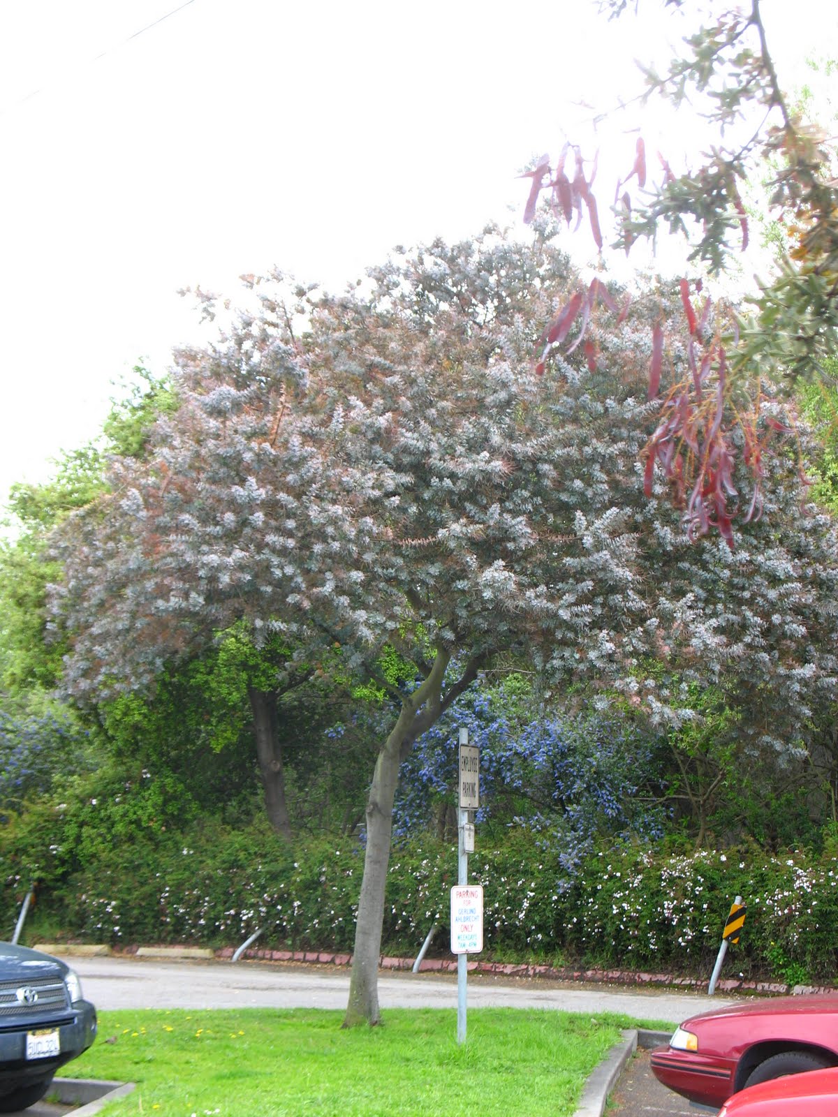 Tree Identification: Acacia baileyana - Bailey Acacia