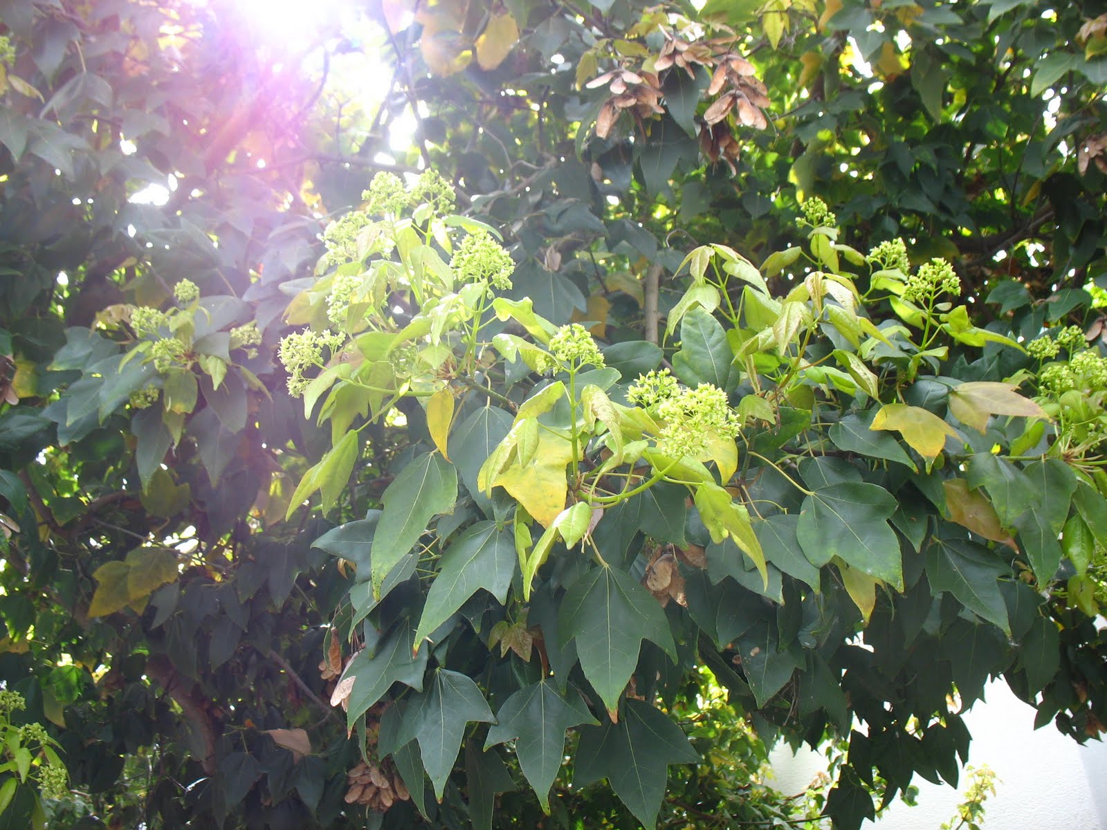 Tree Identification: Acer buergerianum - Trident Maple