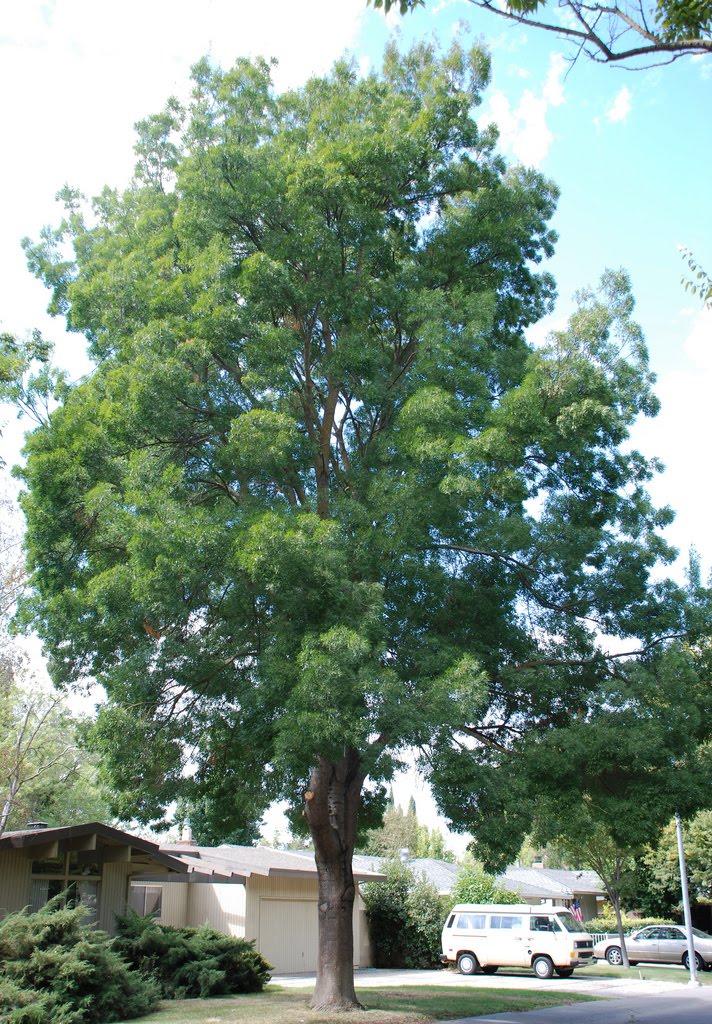 Tree Identification: Fraxinus angustifolia oxycarpa 'Raywood' - Raywood Ash