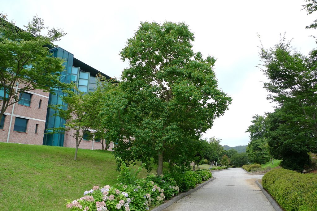 Tree Identification: Sapium sebiferum - Chinese Tallow Tree