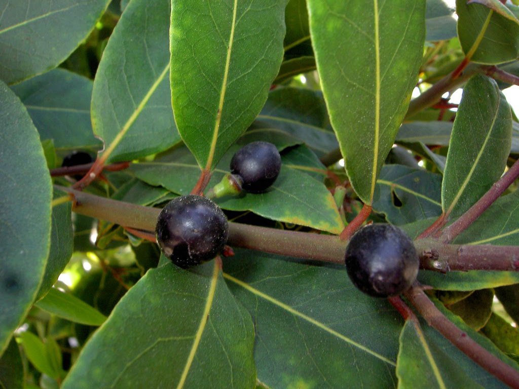 Tree Identification: Laurus nobilis - Grecian Laurel