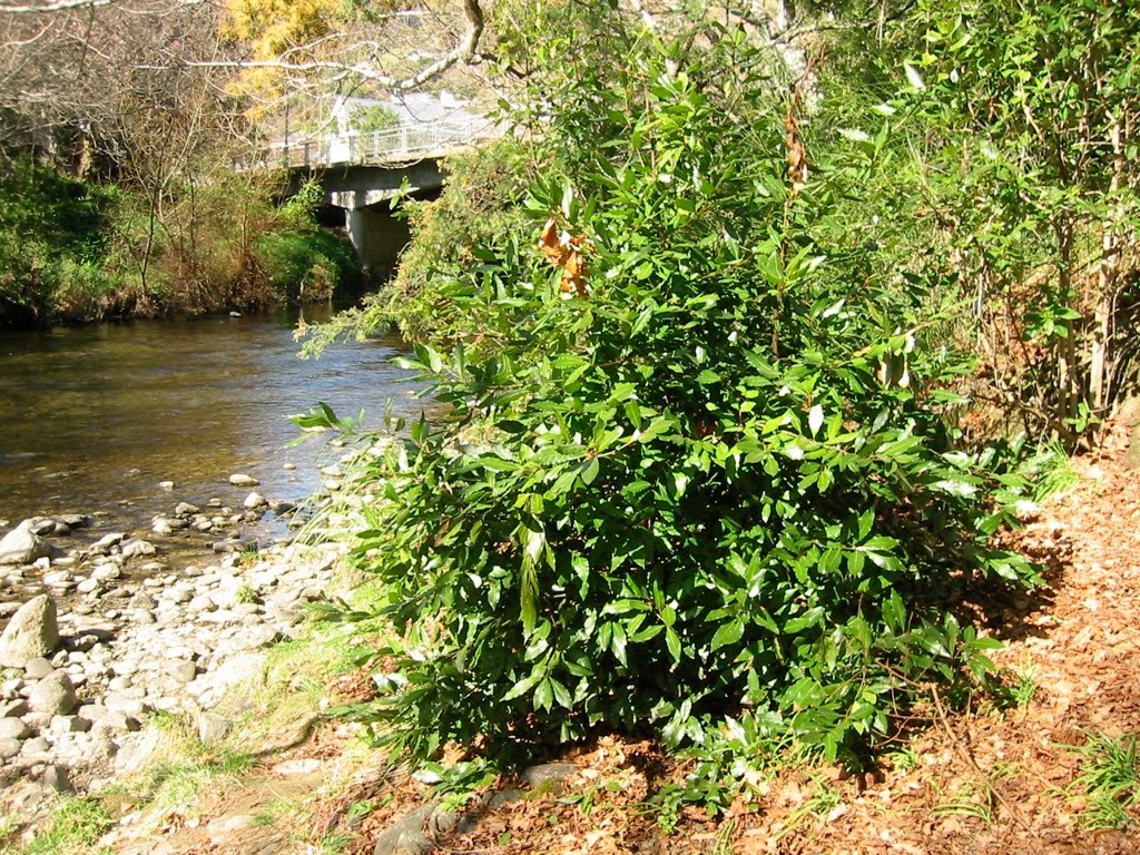 Tree Identification: Laurus nobilis - Grecian Laurel