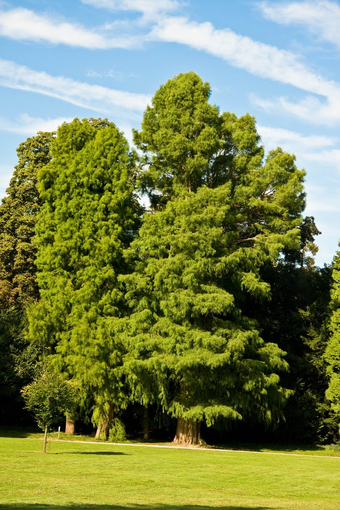 Tree Identification: Taxodium distichum - Bald Cypress