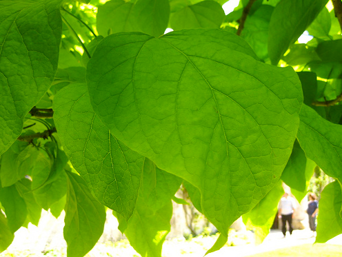 Tree Identification: Catalpa speciosa - Western Catalpa